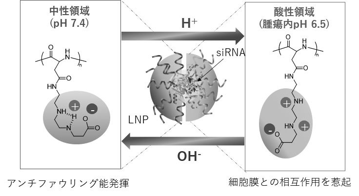 ポリベタインで被覆された脂質ナノ粒子による核酸デリバリーとがん治療への展開 | 東京科学大学 総合研究院 化学生命科学研究所